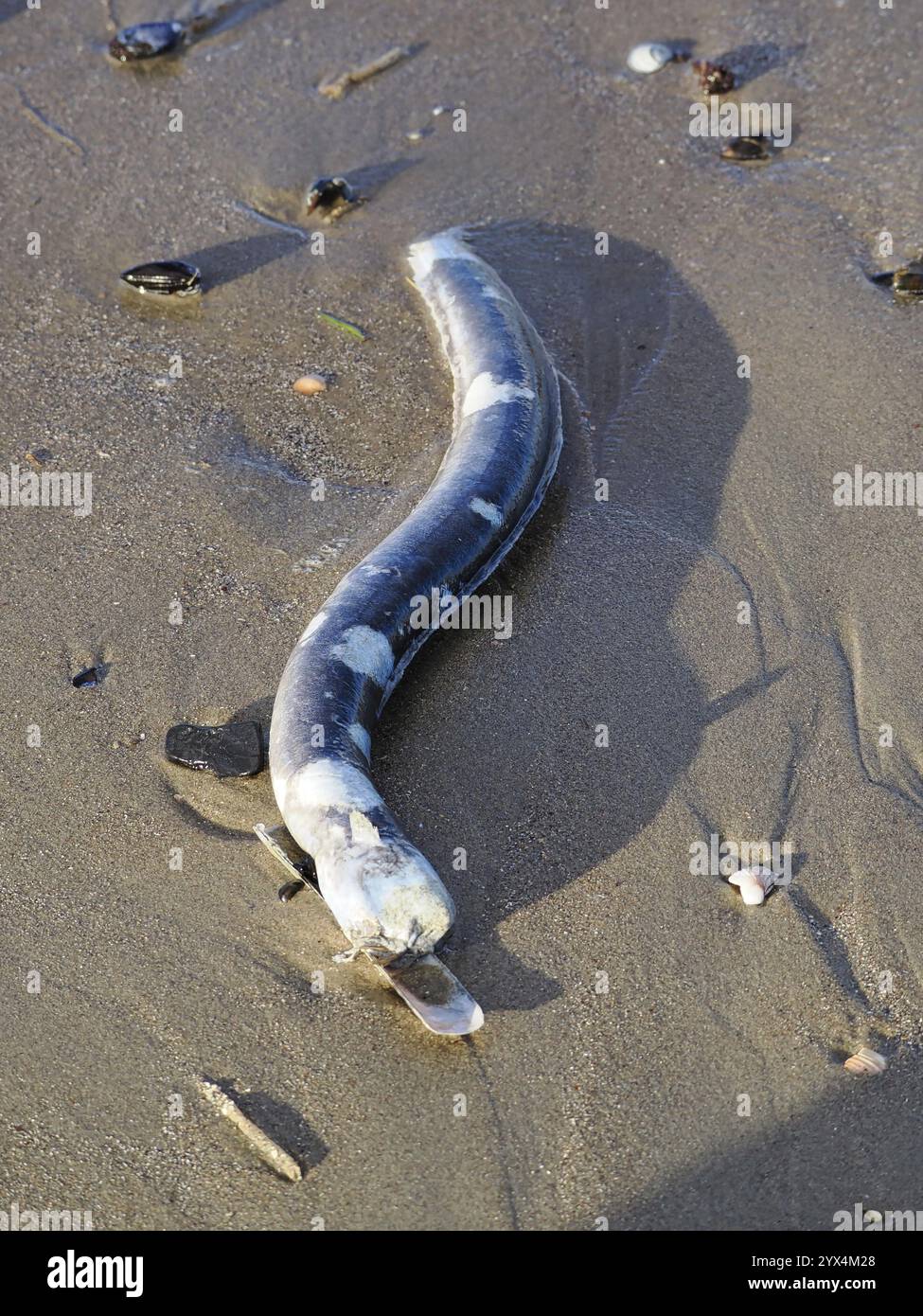 Dead eel (Anguilla anguilla) without head on the beach, Brouwersdam ...