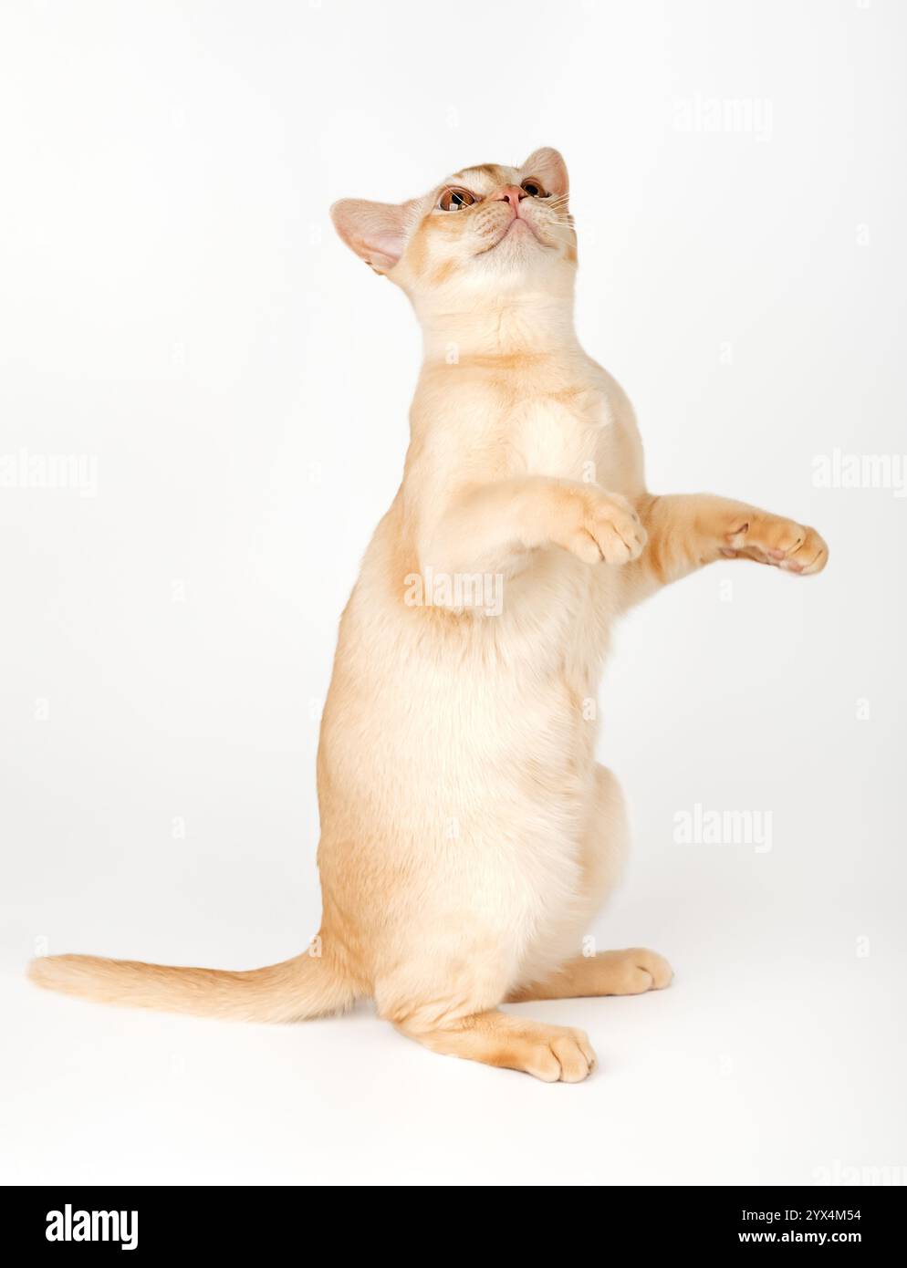 Adorable cream Burmese kitten full length. Cat for advertising isolated ...