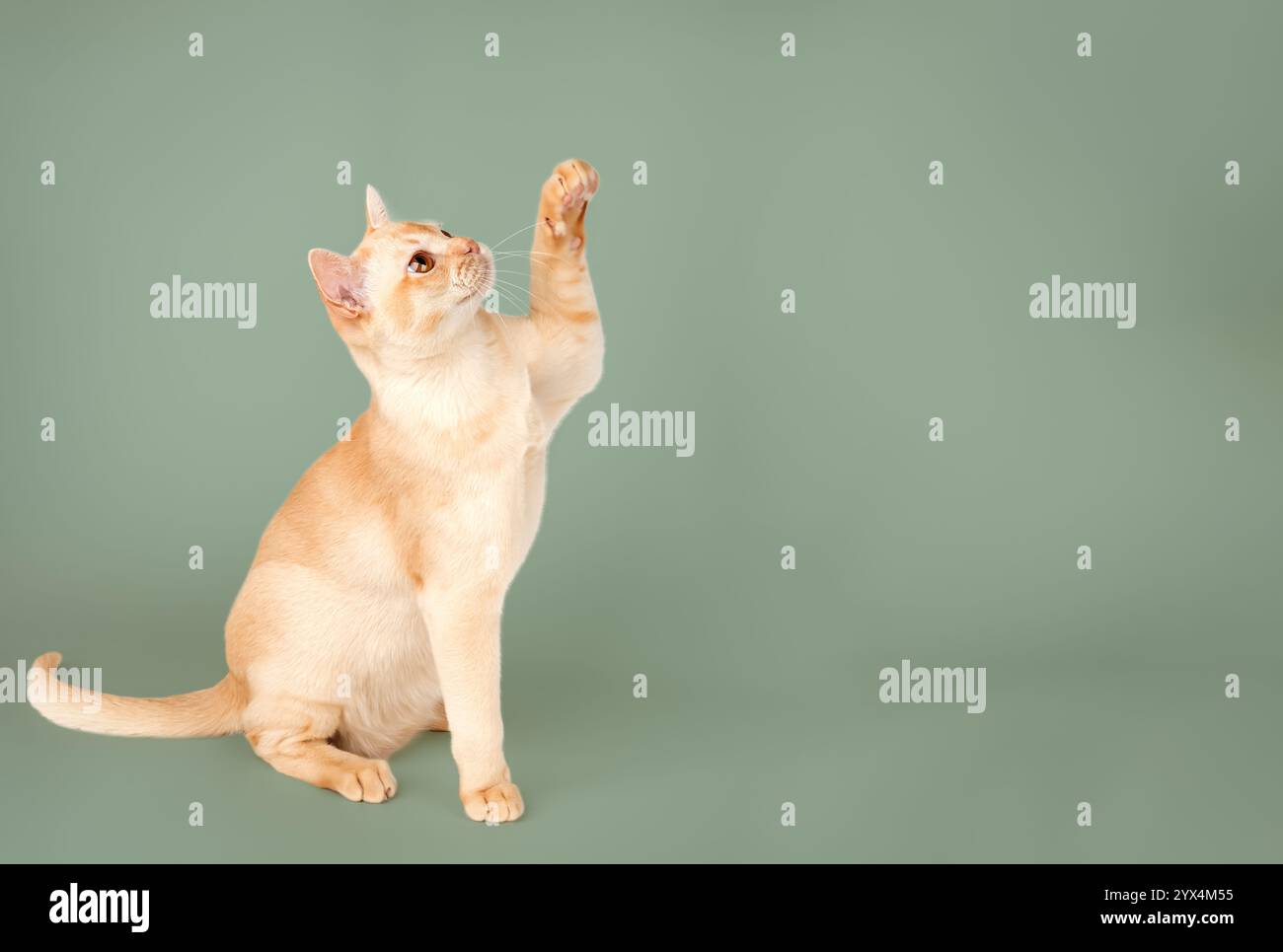 Charming cream kitten of Burmese cat in full growth. Cat for ...