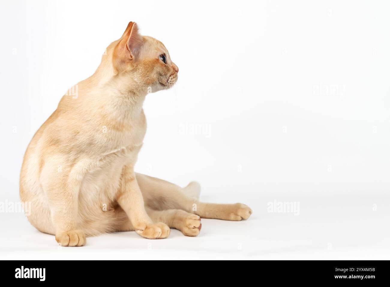 Adorable cream Burmese kitten full length. Cat for advertising isolated ...