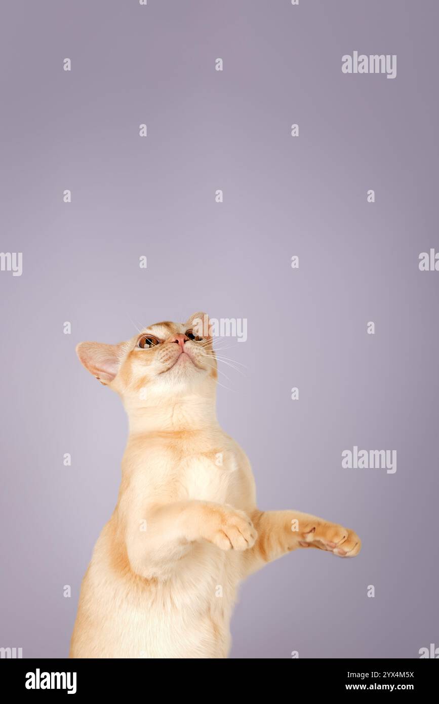 Adorable cream kitten of Burmese cat. Cat for advertising on color ...