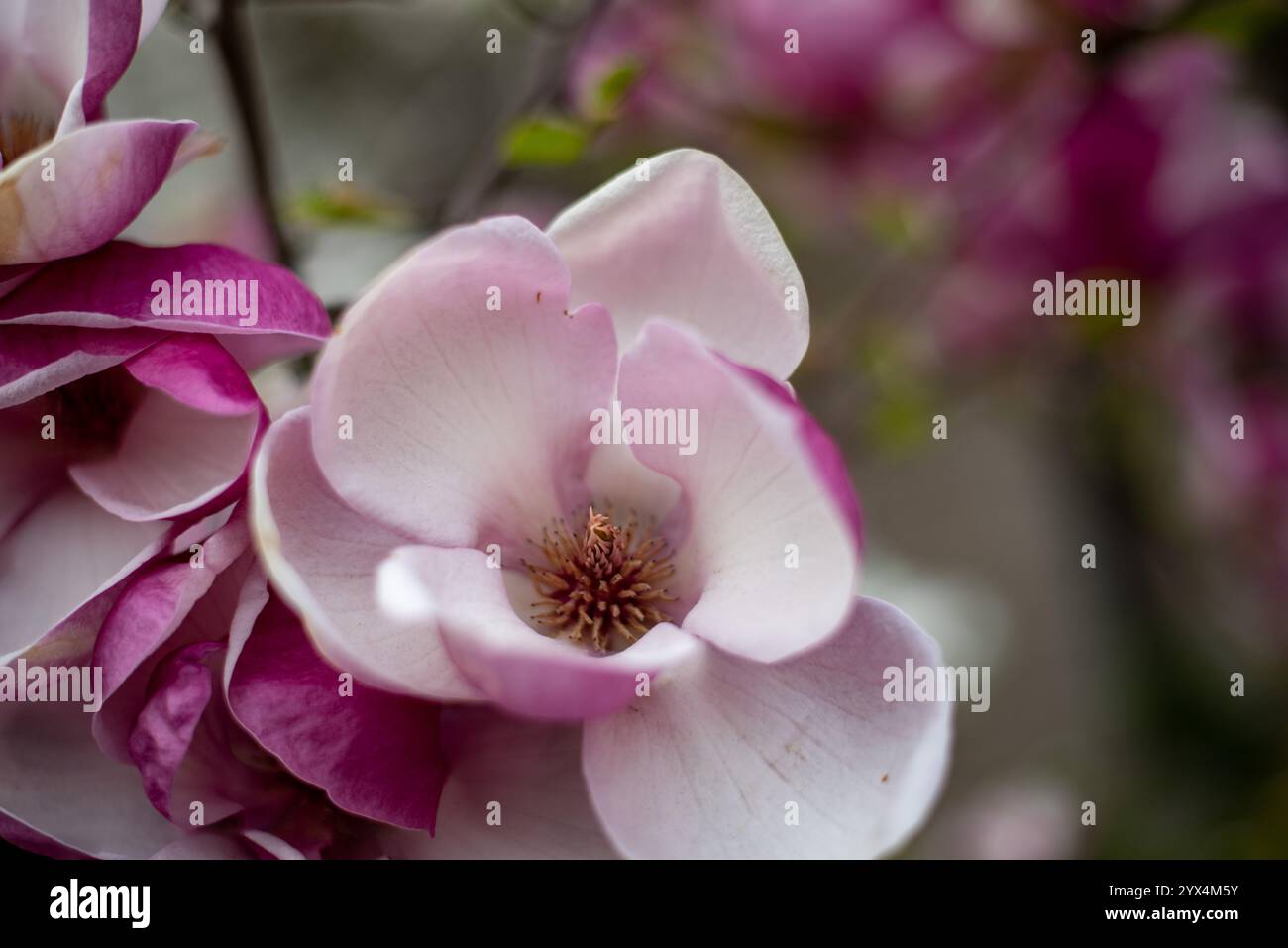 Pink magnolia blossoms in Wrocław, Poland, bringing vibrant spring ...