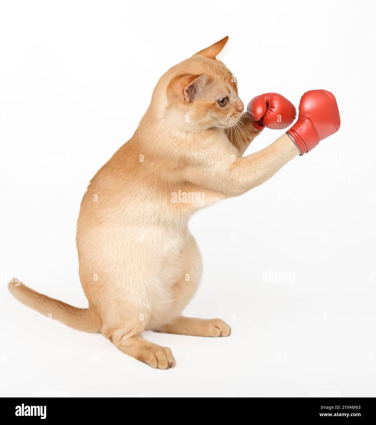 Cat - boxer in red boxing gloves. Funny Burmese kitten - boxer isolated ...