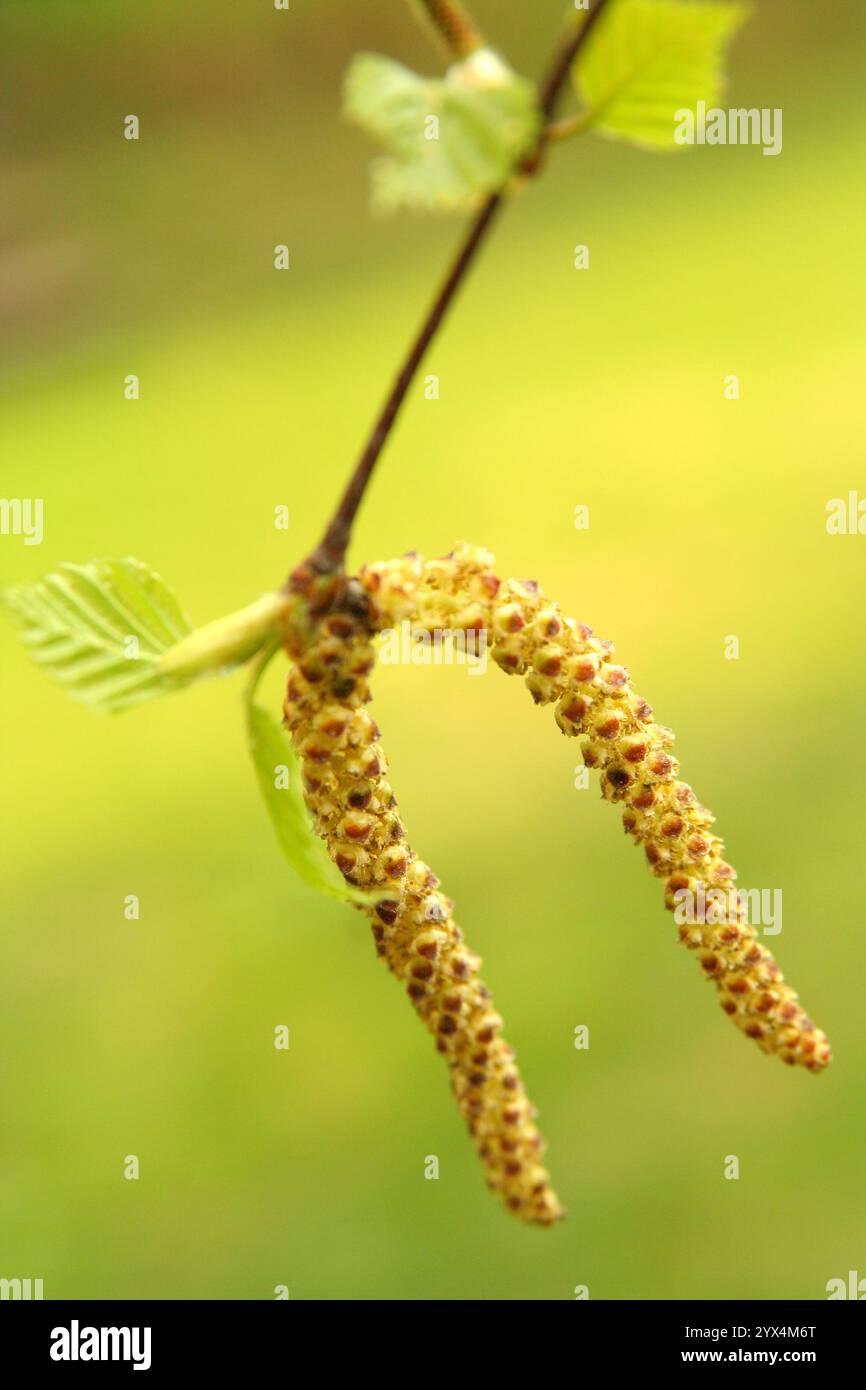 Holz birke hi-res stock photography and images - Alamy