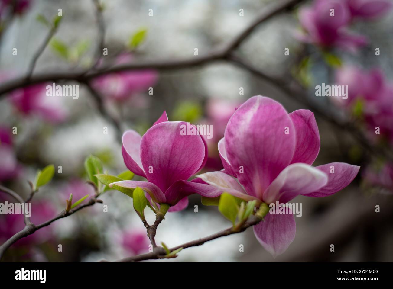 Wroclaw spring blooms hi-res stock photography and images - Alamy