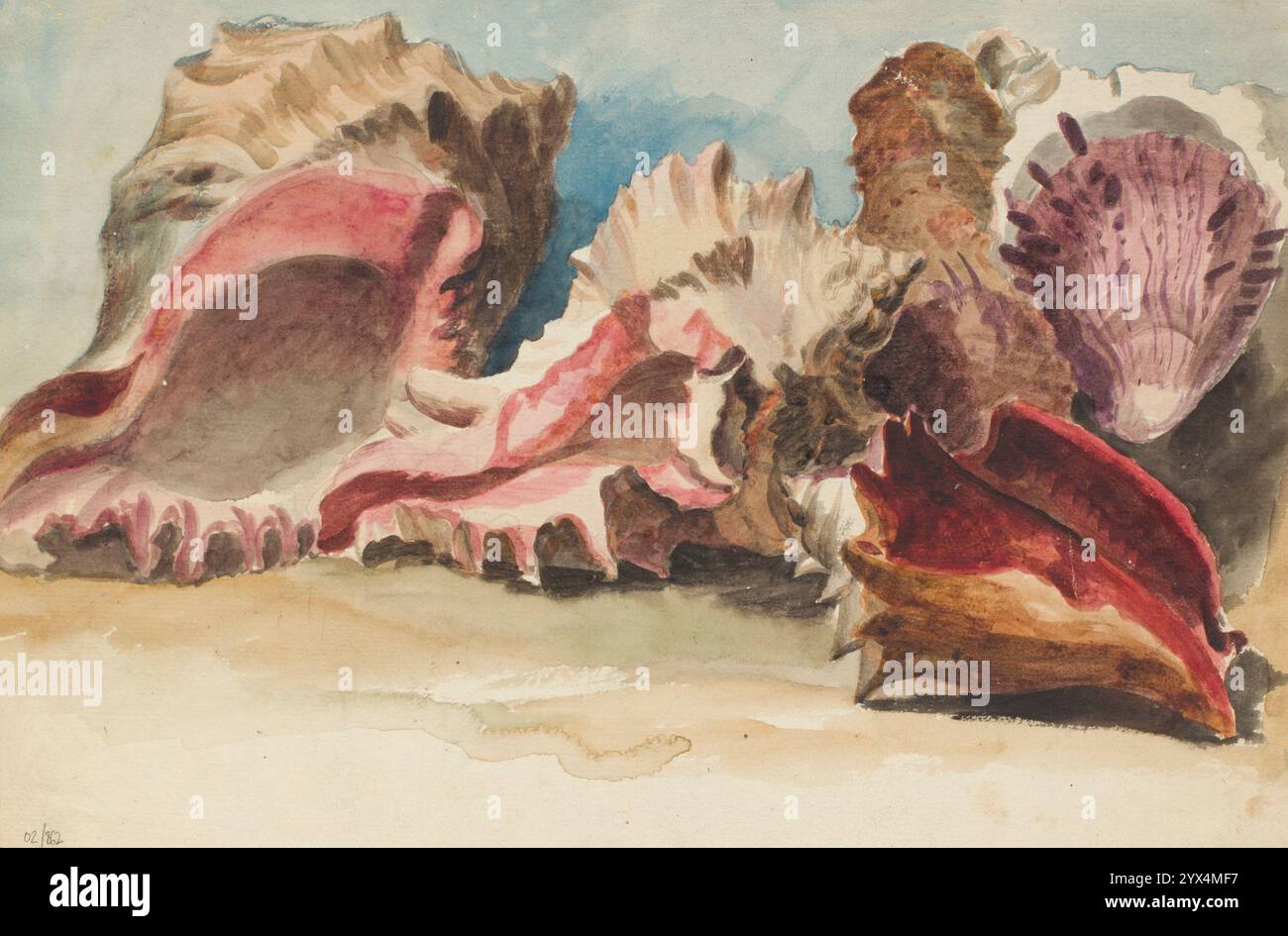 The natural history of british shells hi-res stock photography and ...