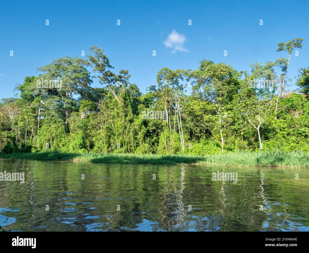 Amazon river landscape near the town of Tefè. Tefé is a small town west ...
