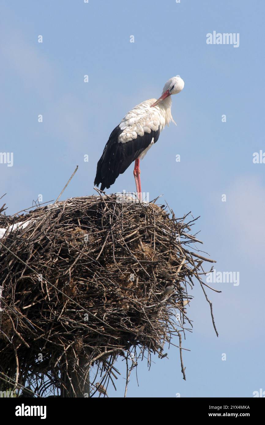Adult european white stork bird hi-res stock photography and images - Alamy