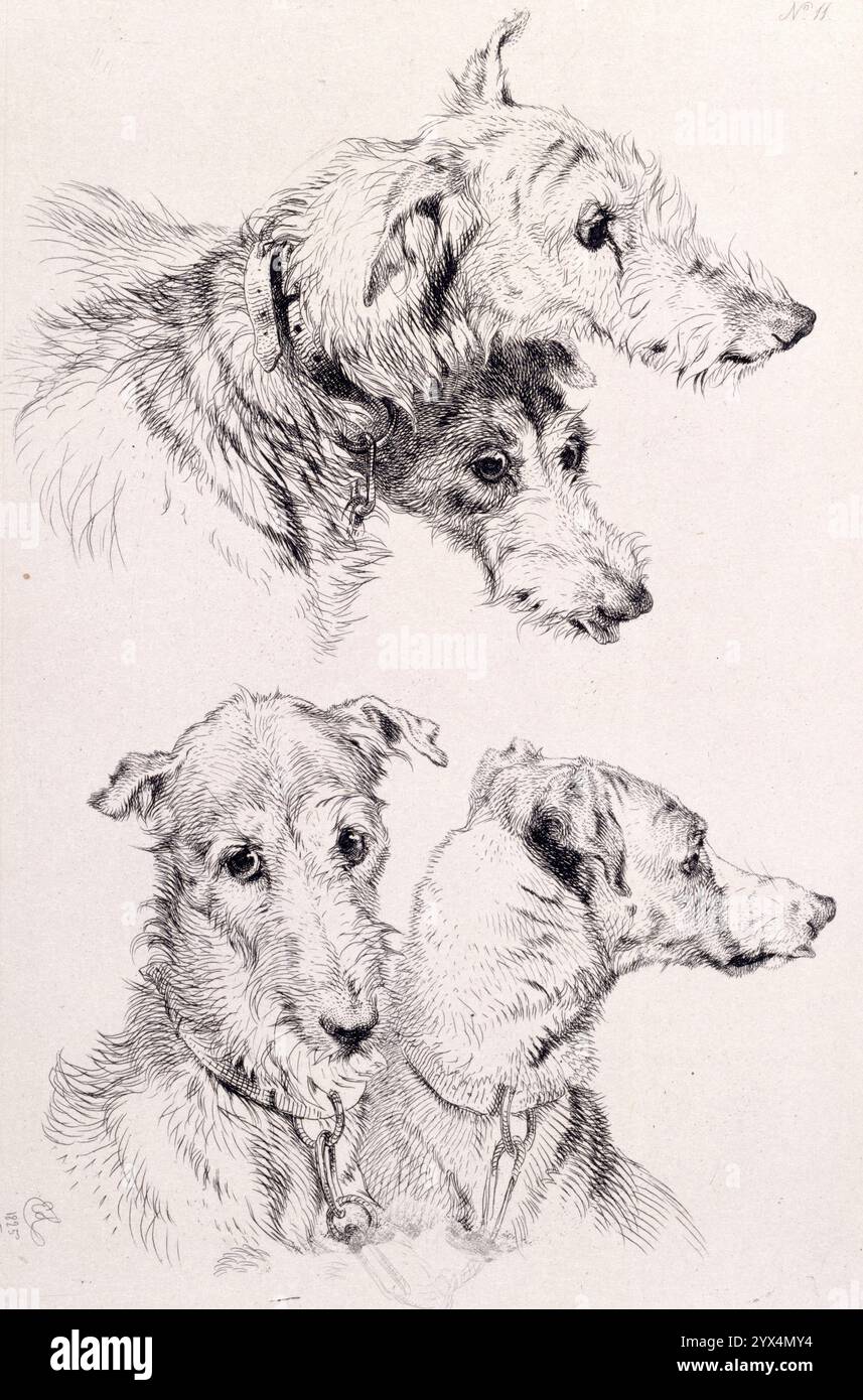 The Four Irish Greyhounds, c1860 Stock Photo - Alamy