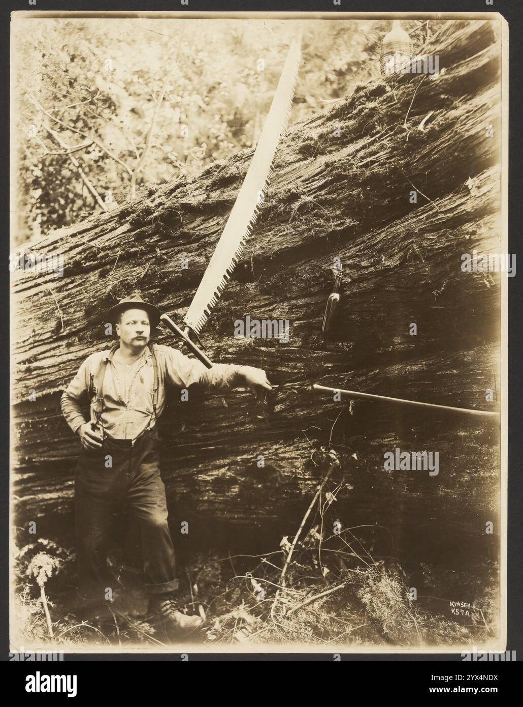 Logger and felled tree, about 1910-1945. Portrait of a logger leaning ...