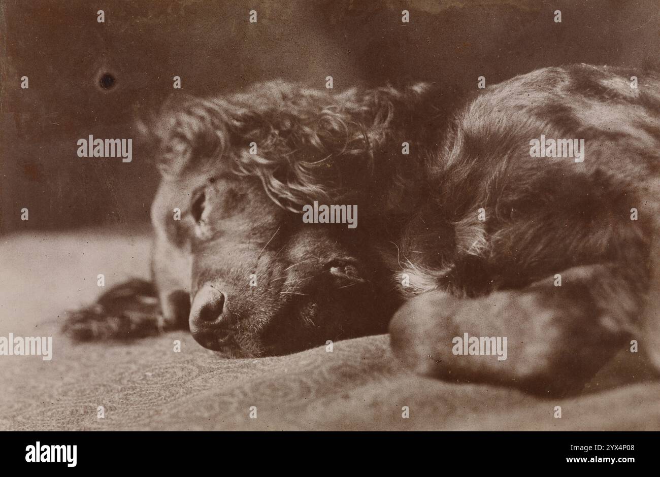 Boyce, Portrait of a Setter Dog, 1880-1890 Stock Photo - Alamy