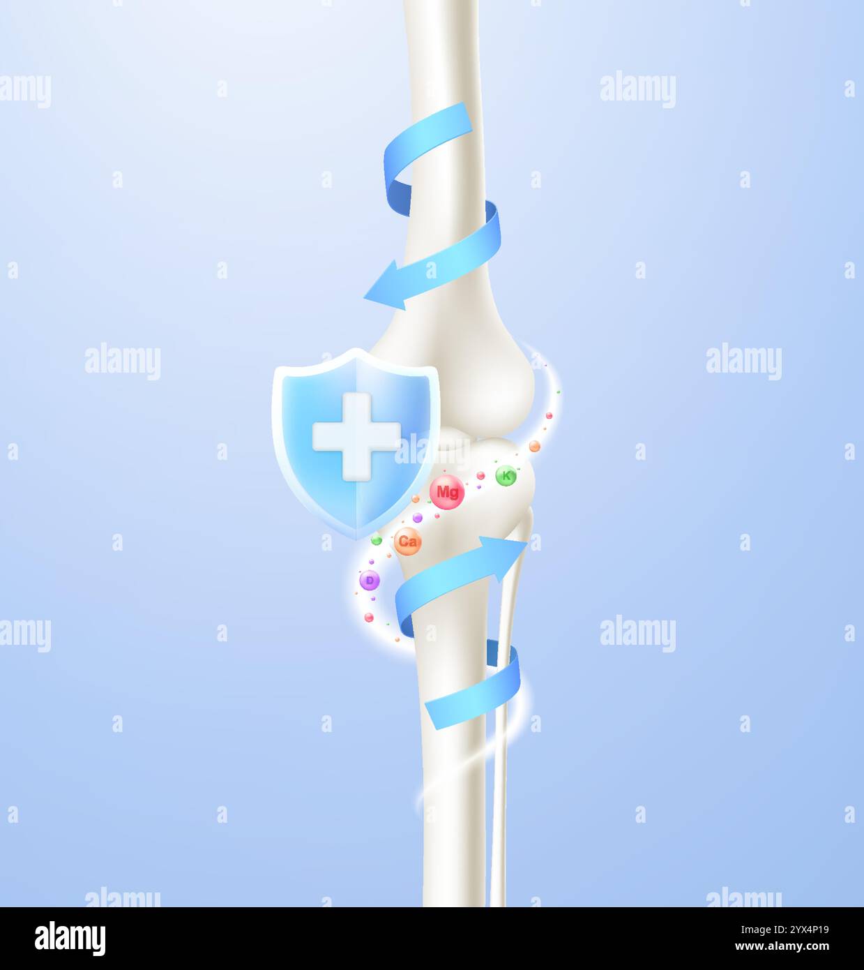 Vitamin therapy treatment and protection of bones. Knee joint with ...