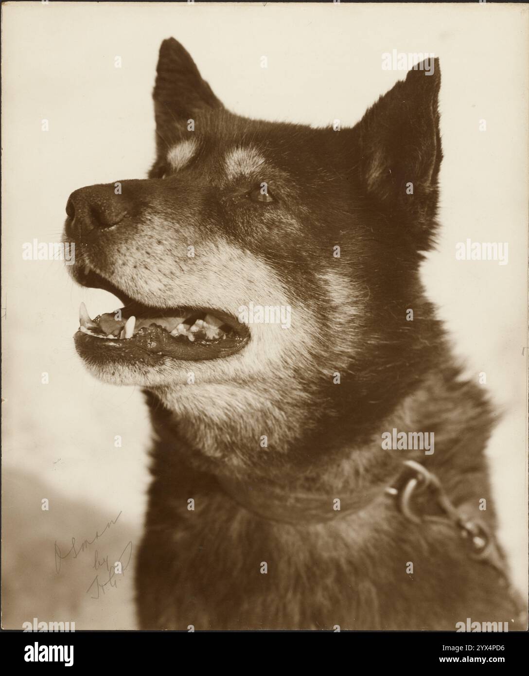Portrait of Osman, a sled dog, 1910-1913. Portrait of Osman, a sled dog ...