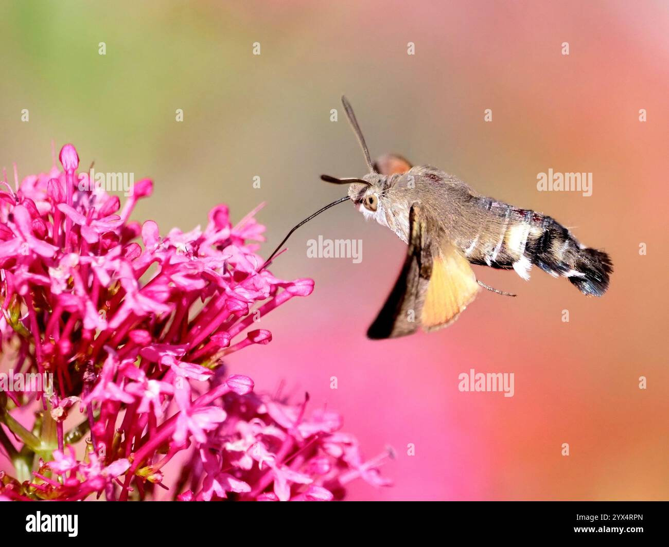 Close up hummingbird hawk hi-res stock photography and images - Alamy