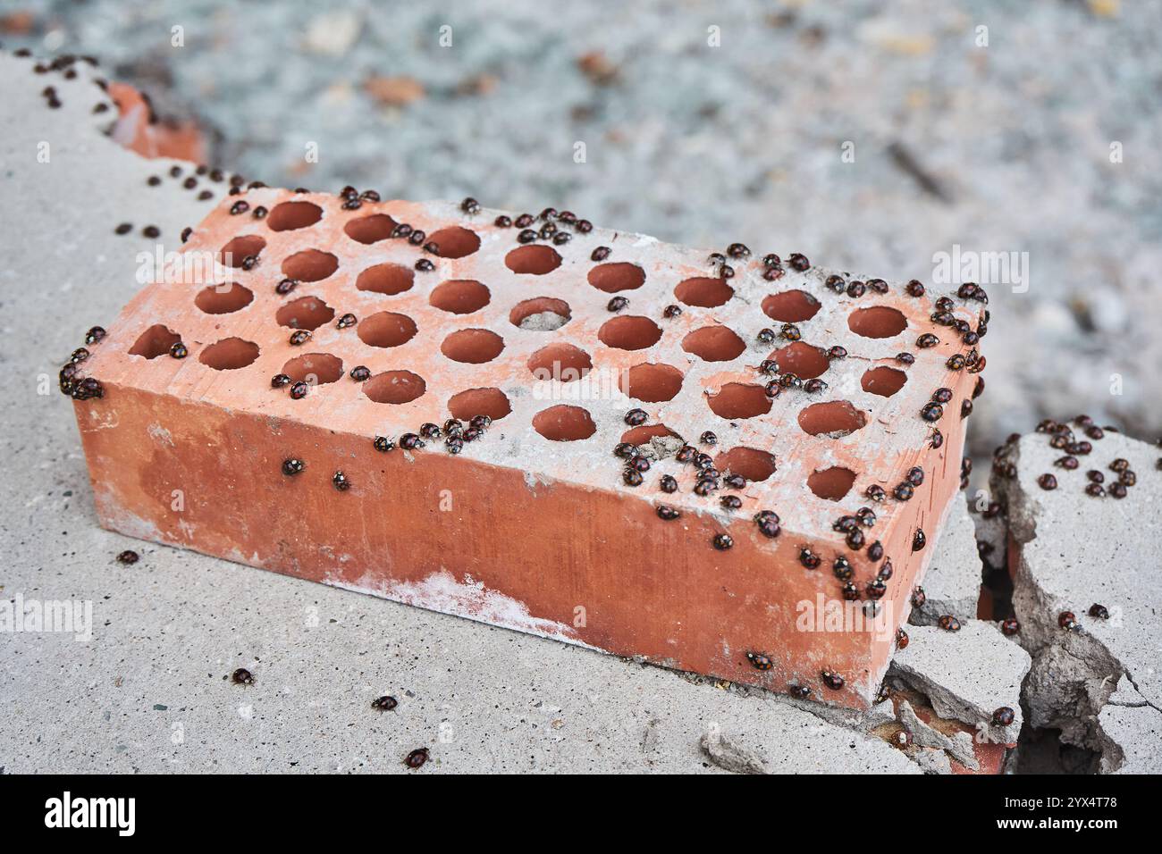 ladybug insect invasion. A lot of coccinellids, infestation of beetles ...