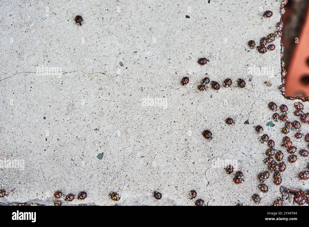 ladybug insect invasion. A lot of coccinellids, infestation of beetles ...