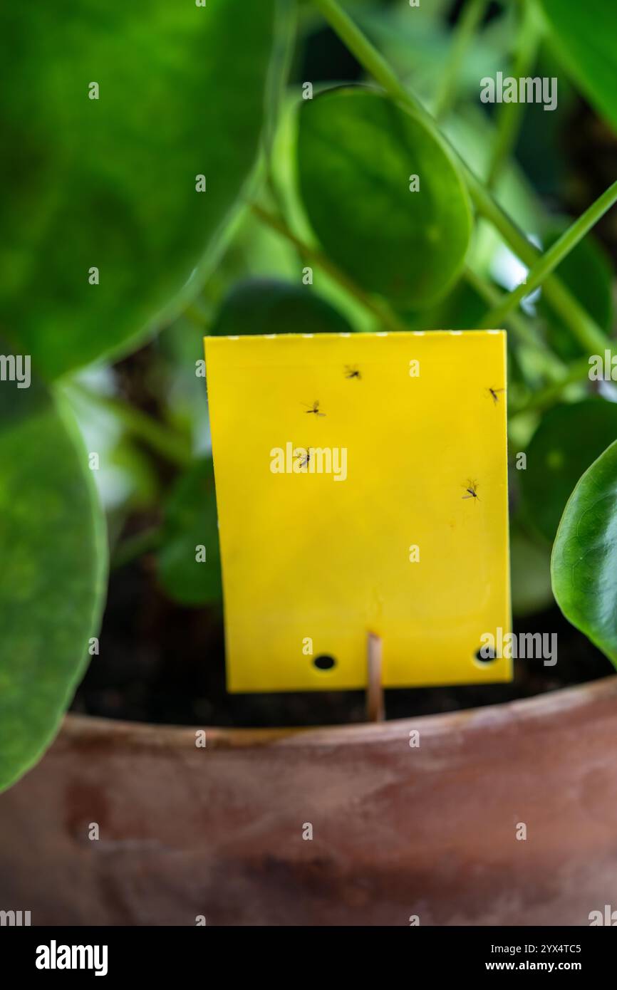 Fungus gnats captured on non-toxic sticky paper near Pilea ...