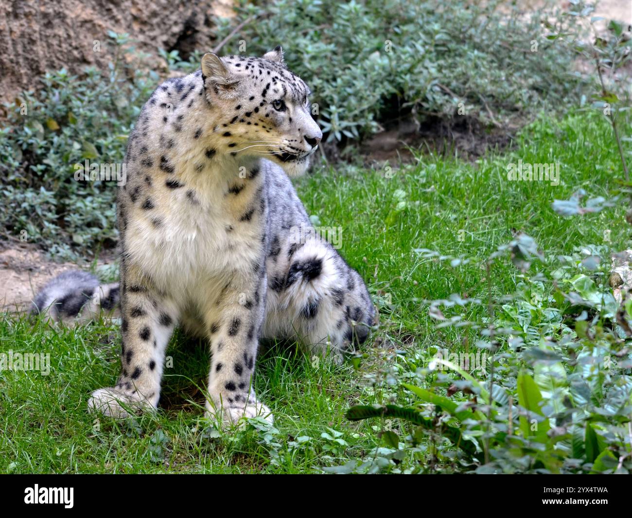 Snow leopard (Panthera uncia), also known as the ounce, sitting on the ...