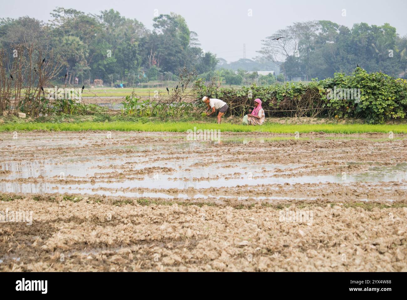 Cumilla,Bangladesh -‎February ‎17, ‎2024:Old mam and women farmer ...