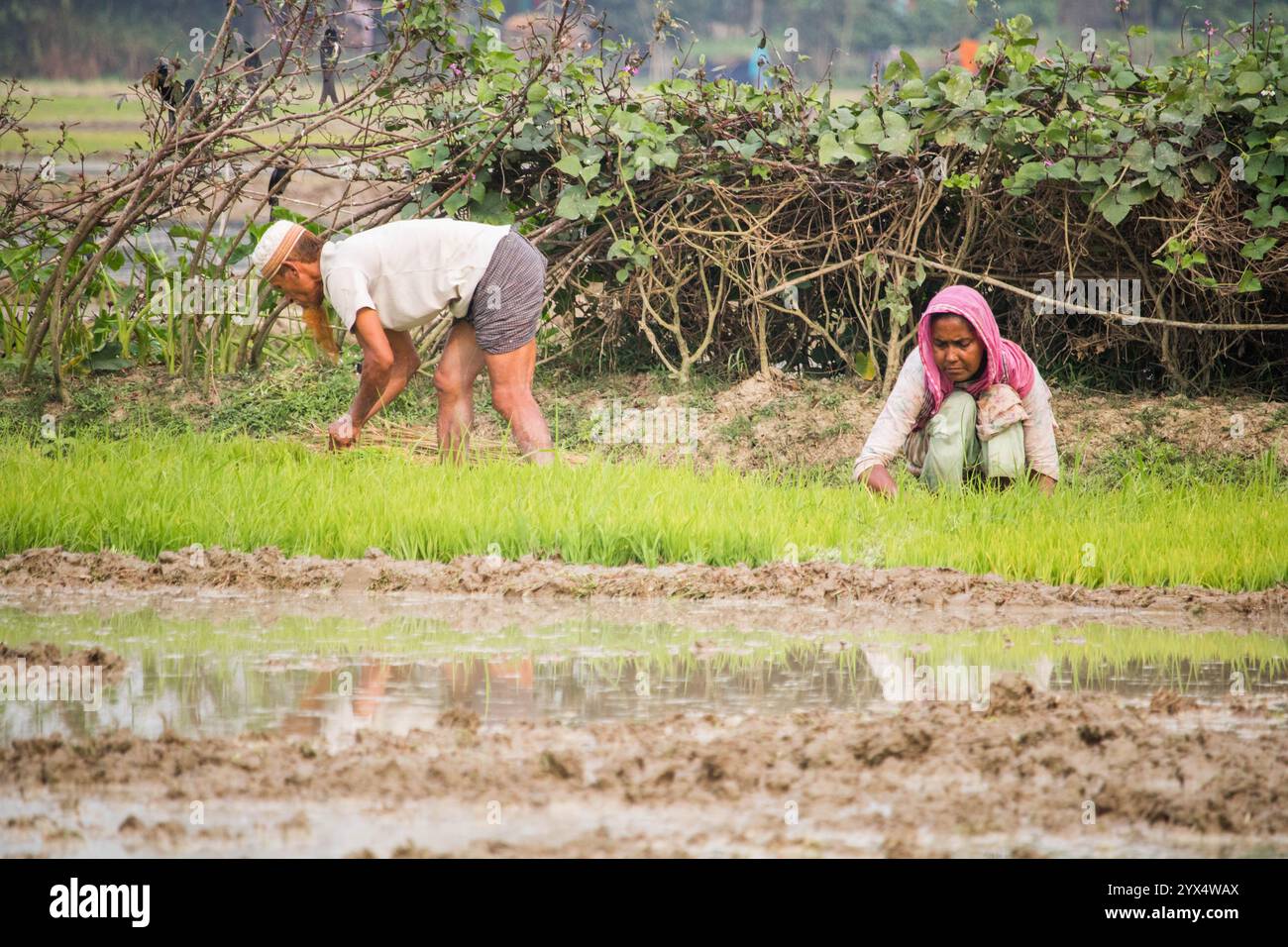 Old farmer working on rice plantation hi-res stock photography and images - Alamy