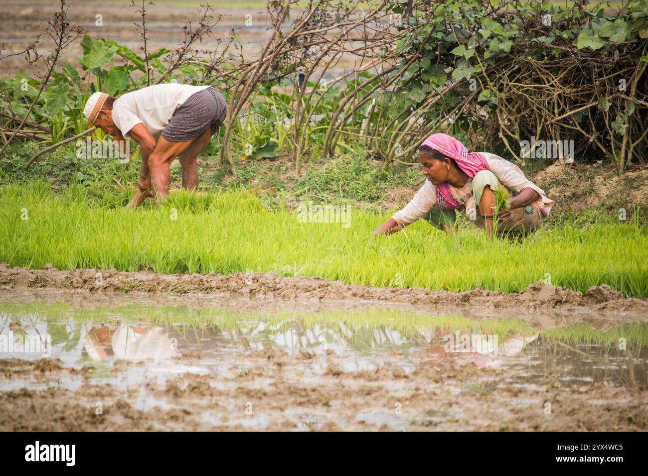 Old farmer working on rice plantation hi-res stock photography and ...