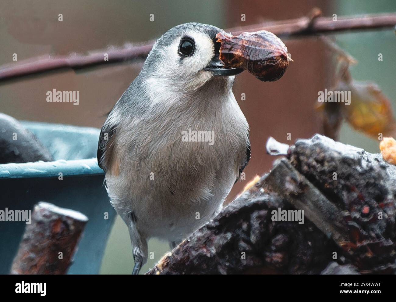 Big titmouse hi-res stock photography and images - Alamy