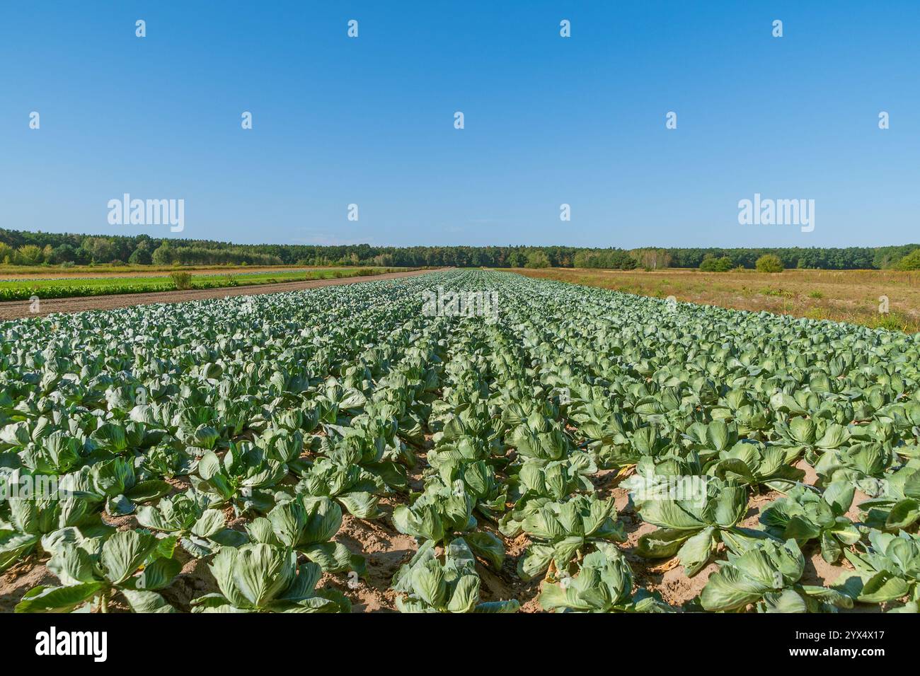 Green cabbage field. Growing vegetables. Agriculture Stock Photo - Alamy