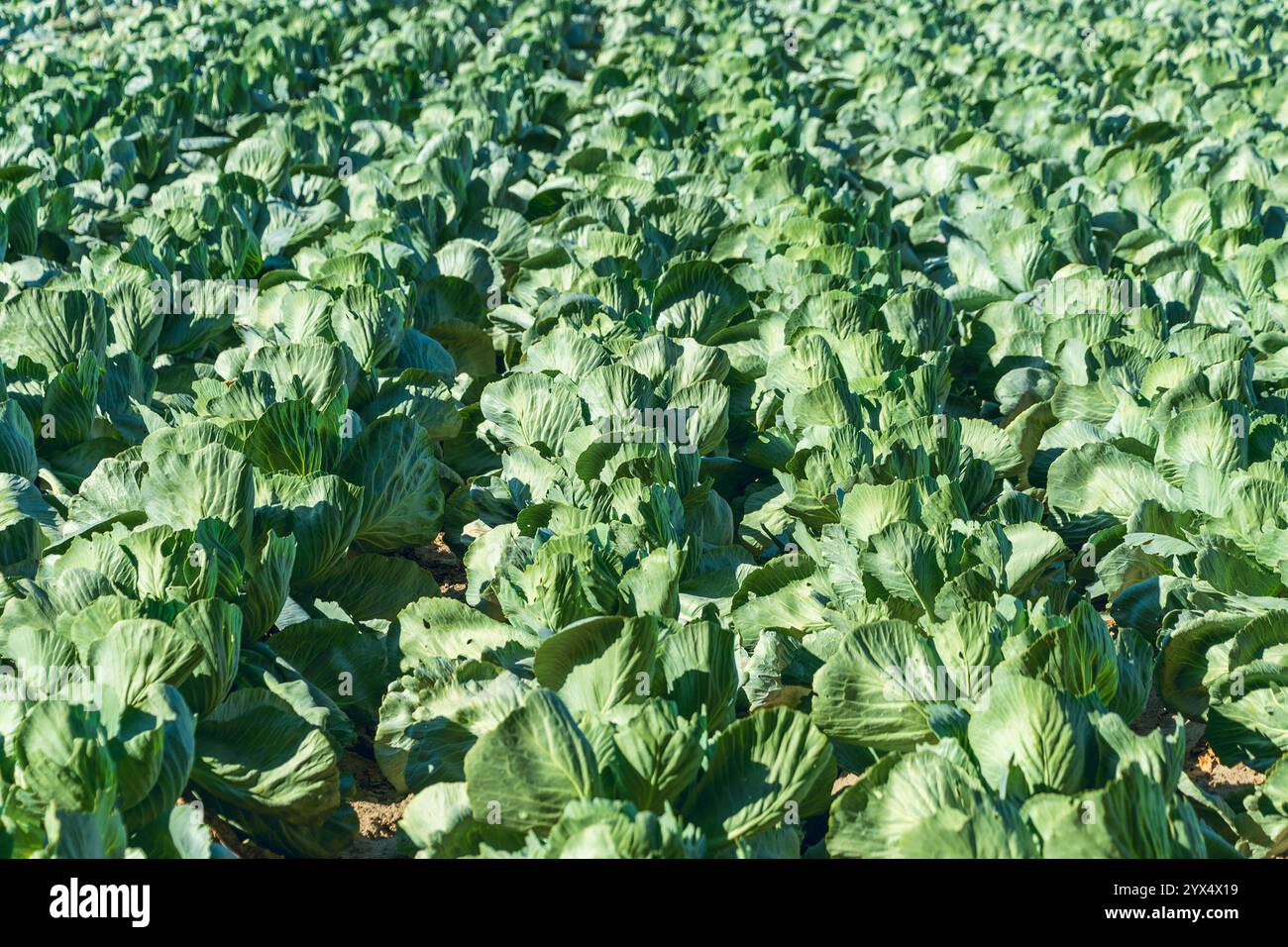 Green cabbage field. Growing vegetables. Agriculture Stock Photo - Alamy