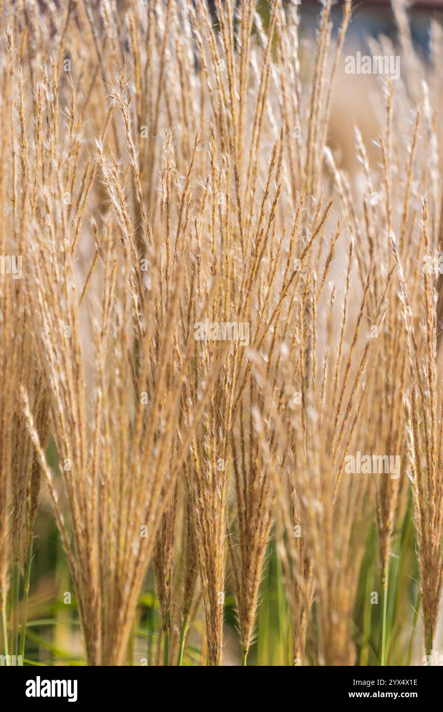 Chinese Silver Grass