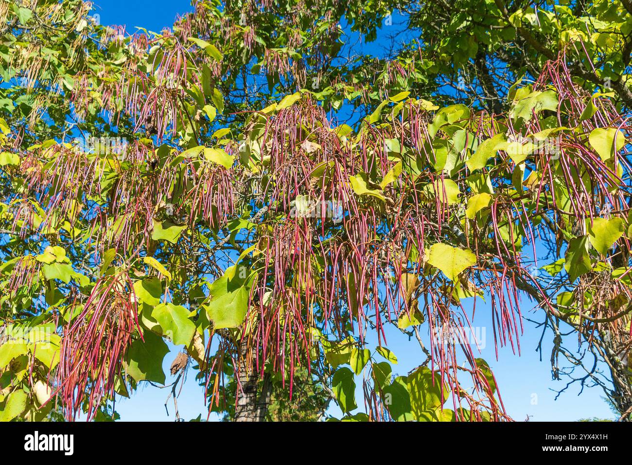 Catalpa ovata, the yellow catalpa, Chinese catalpa. a pod-bearing tree ...