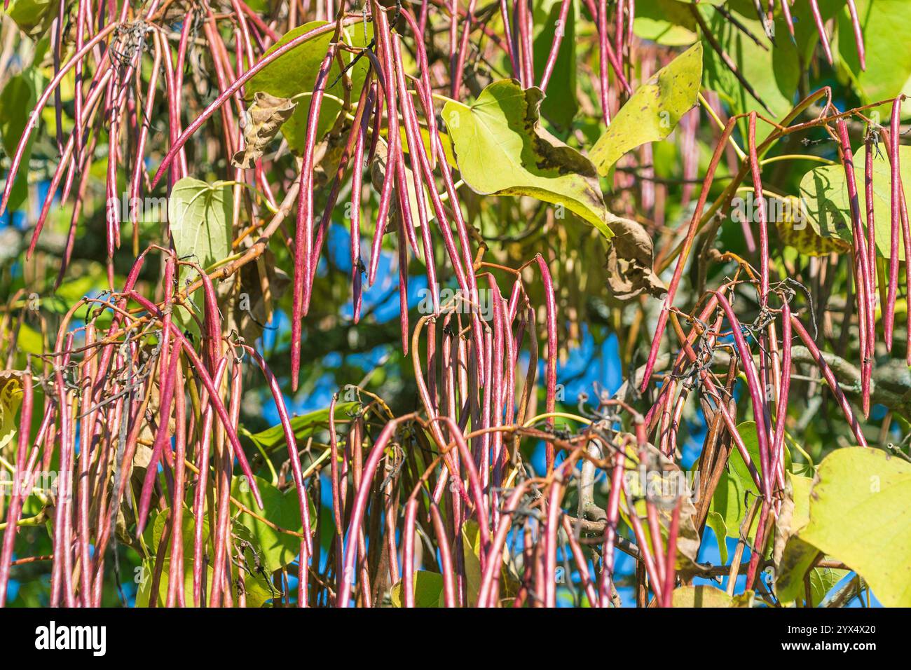 Catalpa ovata, the yellow catalpa, Chinese catalpa. a pod-bearing tree ...