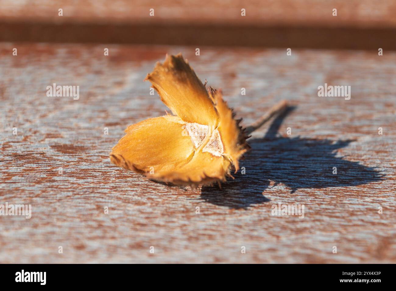 Empty husk hi-res stock photography and images - Alamy