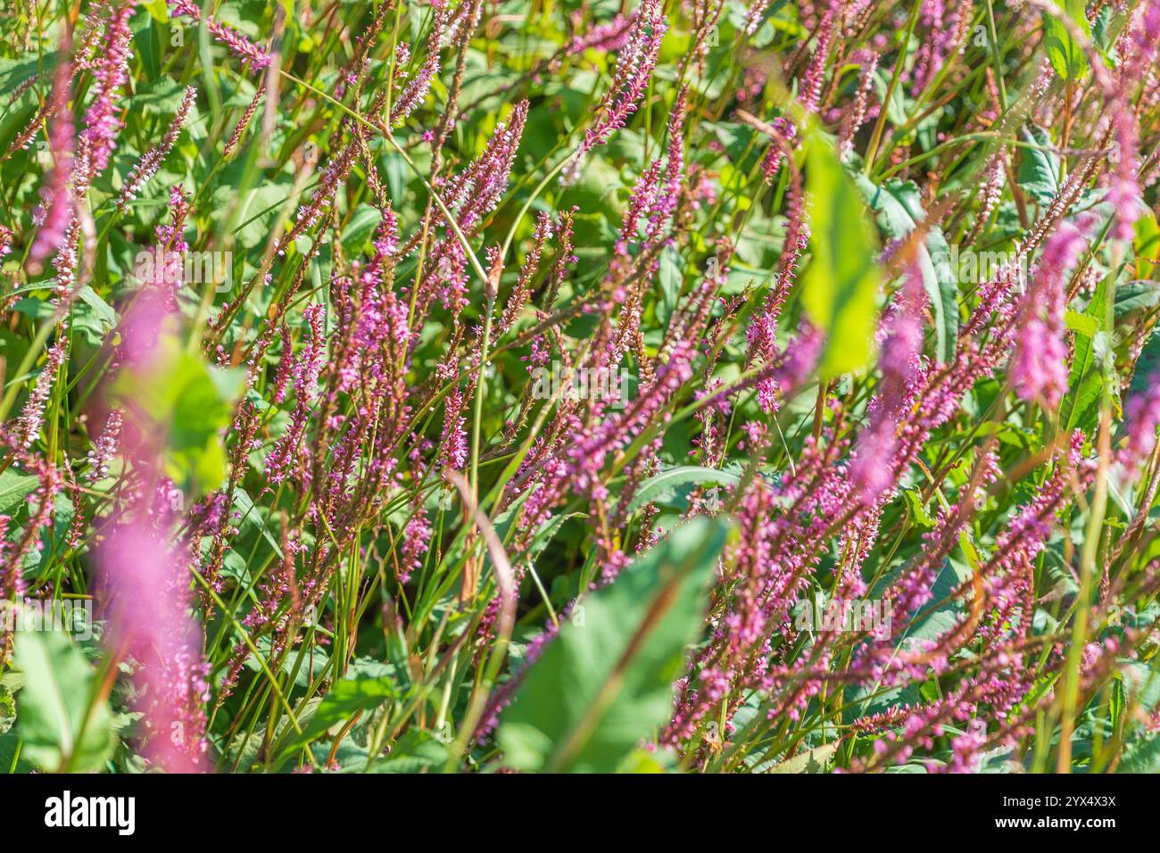 Pink flowers of Bistorta amplexicaulis. the red bistort, mountain ...