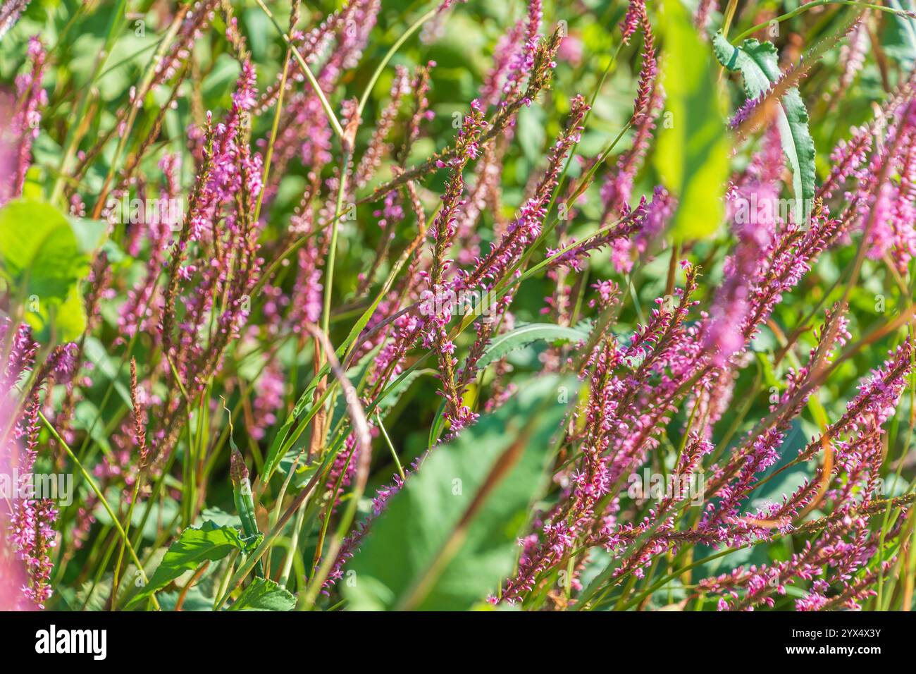 Pink flowers of Bistorta amplexicaulis. the red bistort, mountain ...