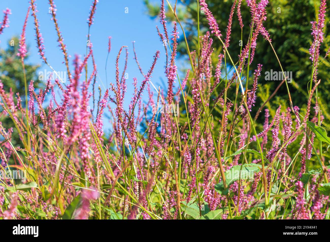 Pink flowers of Bistorta amplexicaulis. the red bistort, mountain ...