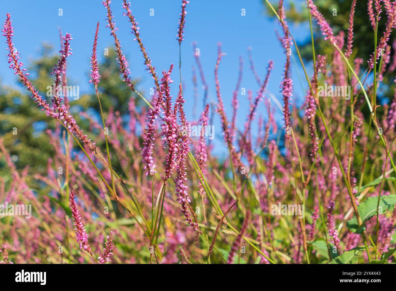 Pink flowers of Bistorta amplexicaulis. the red bistort, mountain ...