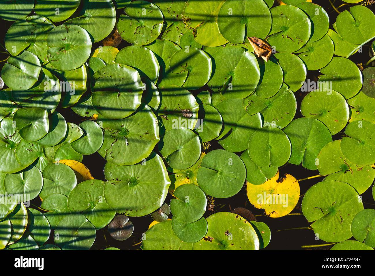 Nymphaea alba. an aquatic flowering plant. the white waterlily. Green ...