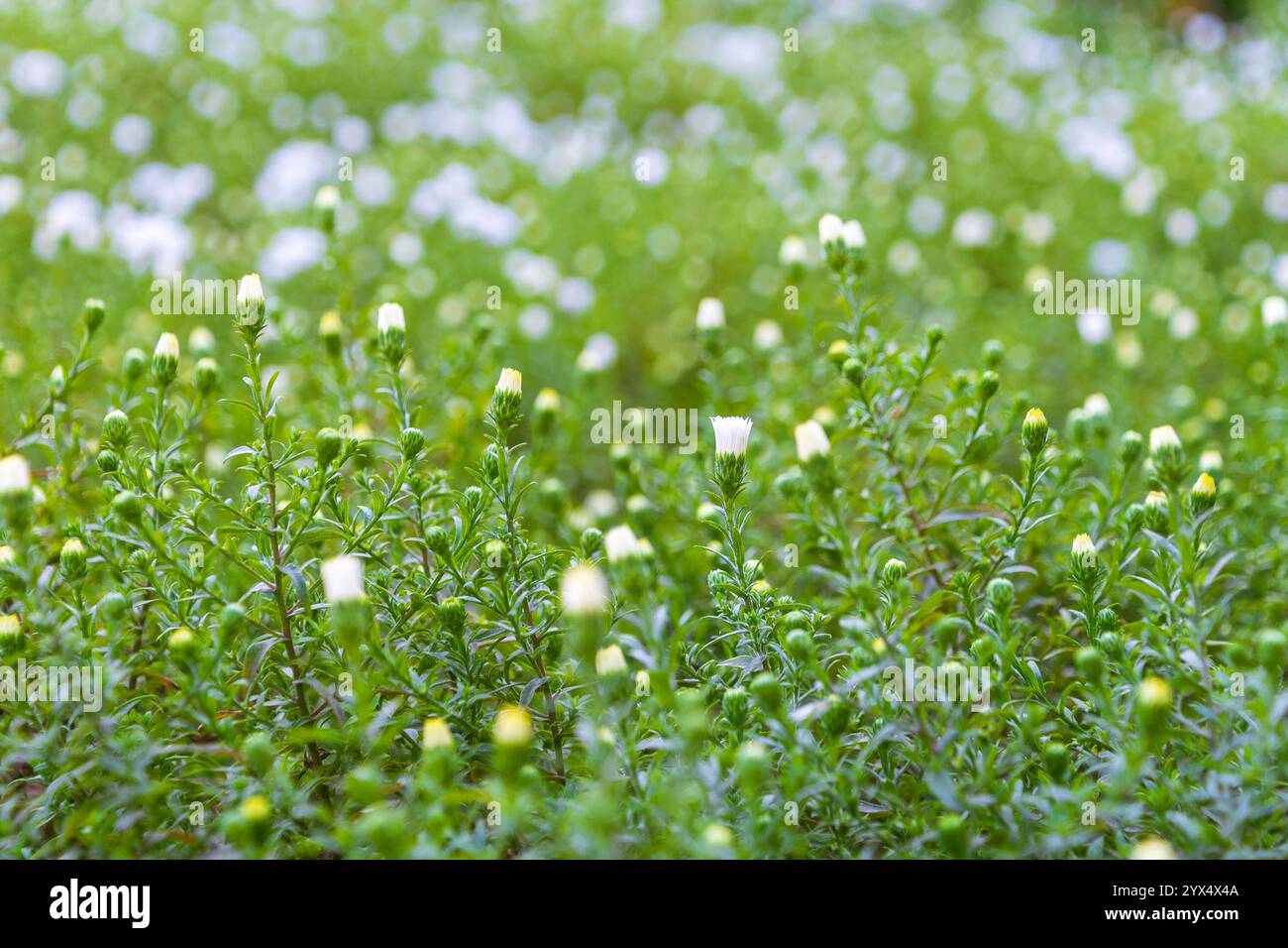 White flowers of Symphyotrichum lanceolatum. panicled aster, lance ...