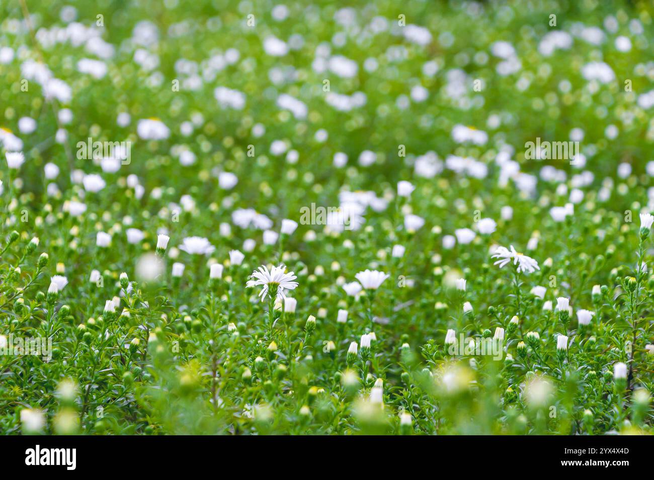 White flowers of Symphyotrichum lanceolatum. panicled aster, lance ...