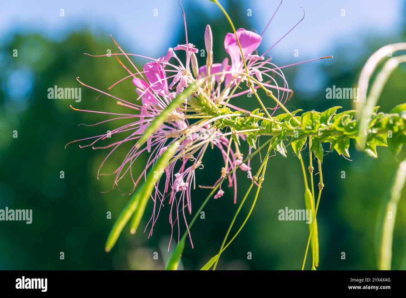 Pink flowers of Cleome spinosa. the spiny spiderflower. a flowering ...