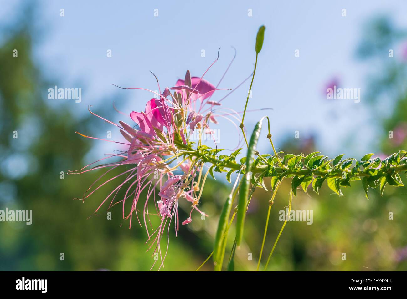 Pink flowers of Cleome spinosa. the spiny spiderflower. a flowering ...