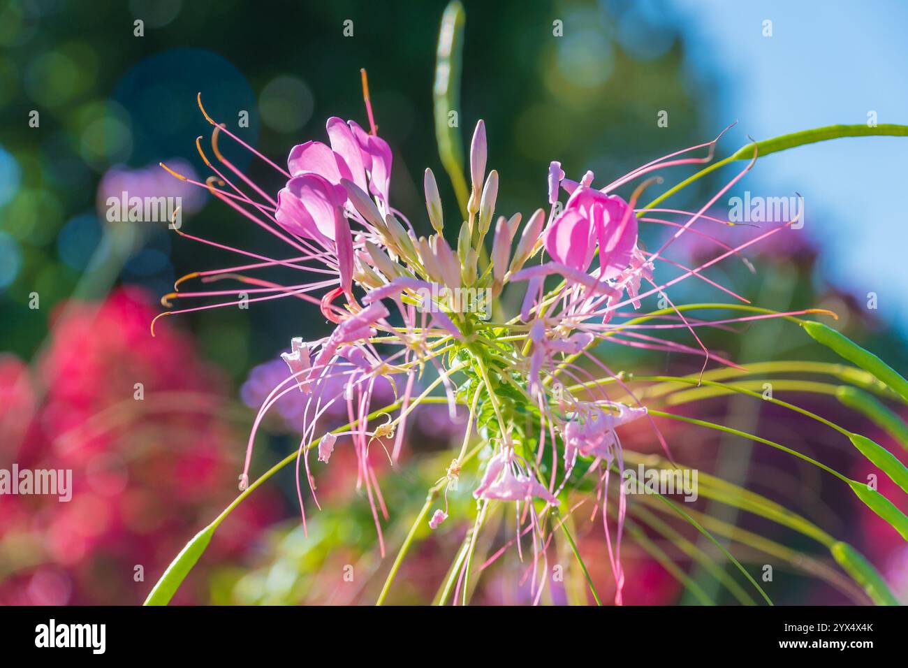 Pink flowers of Cleome spinosa. the spiny spiderflower. a flowering ...