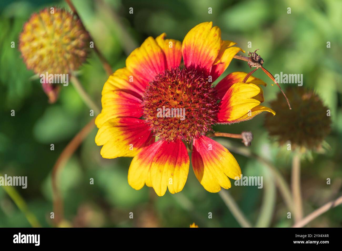 Beautiful red-orange flowers of Gaillardia pulchella. firewheel, Indian ...