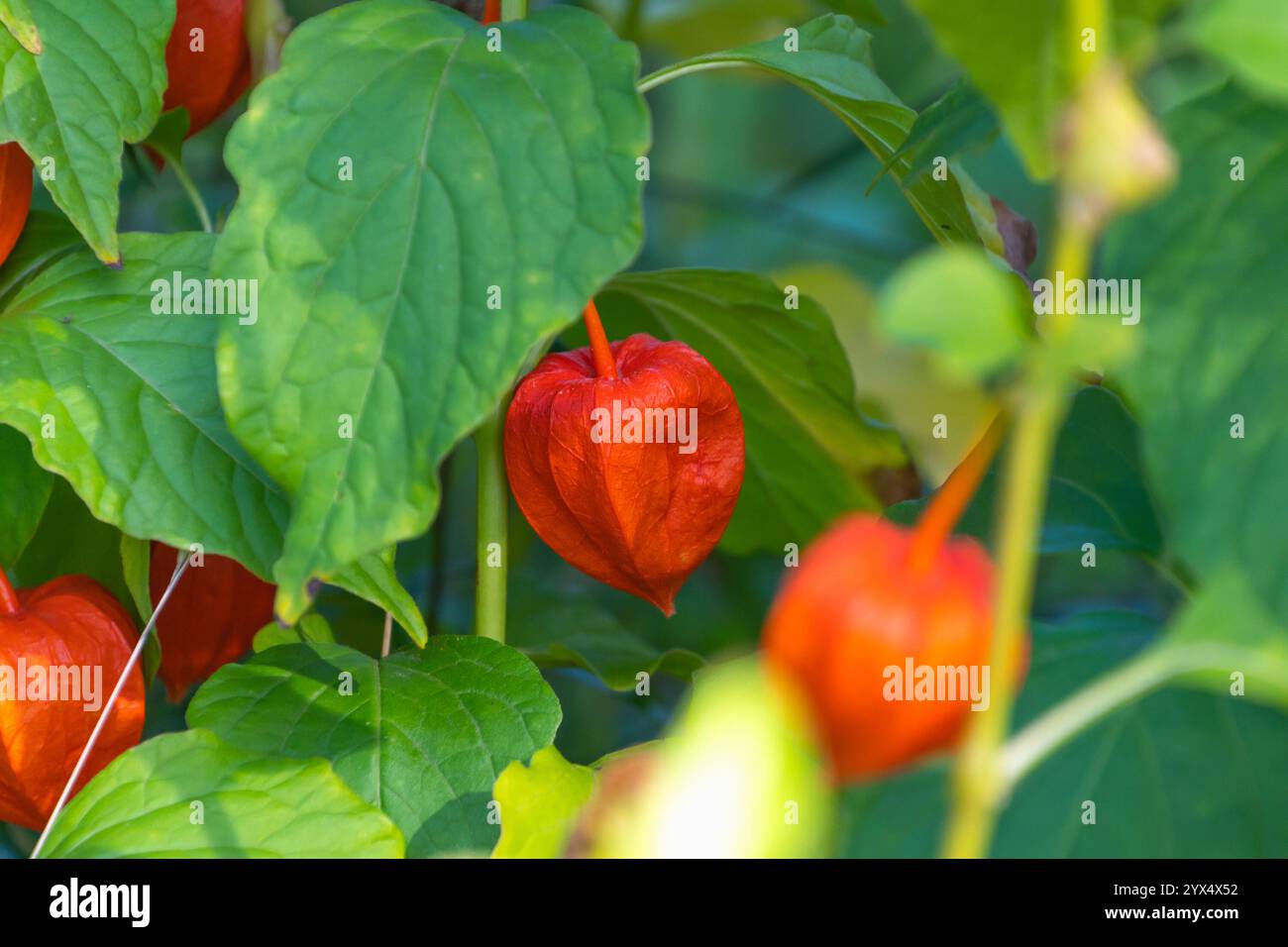 Alkekengi officinarum fruit with the red husk. the bladder cherry ...