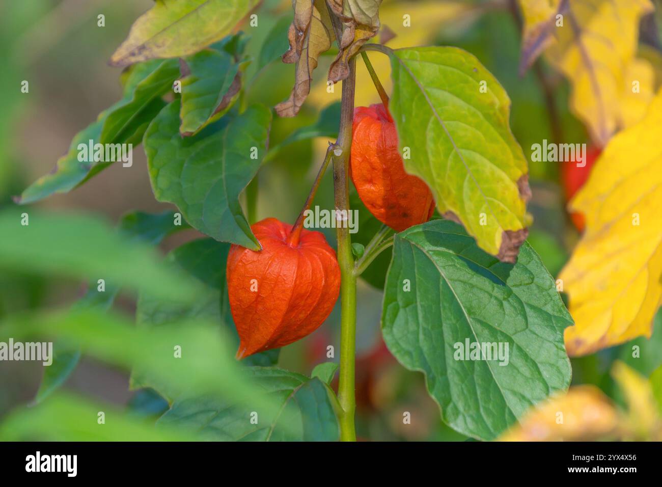 Alkekengi officinarum fruit with the red husk. the bladder cherry ...