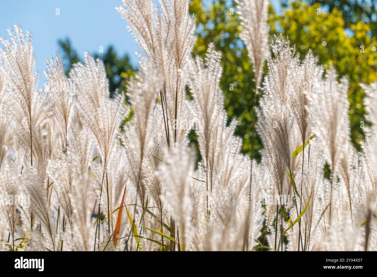 Miscanthus sinensis, the eulalia, Chinese silver grass. an ornamental plant in the garden Stock ...