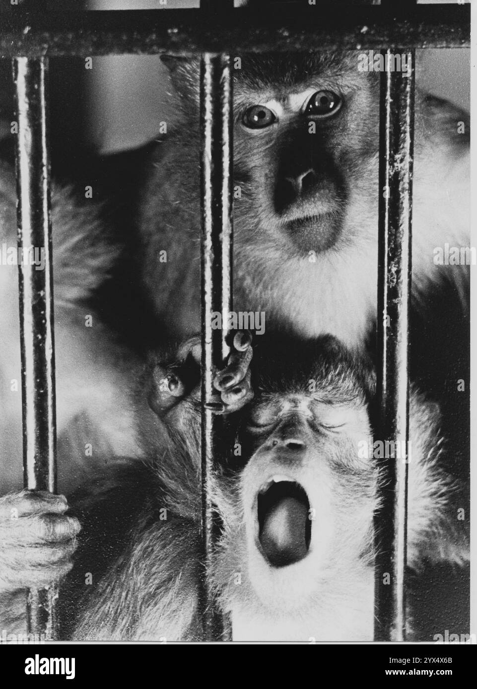 Captive monkeys behind bars hi-res stock photography and images - Alamy