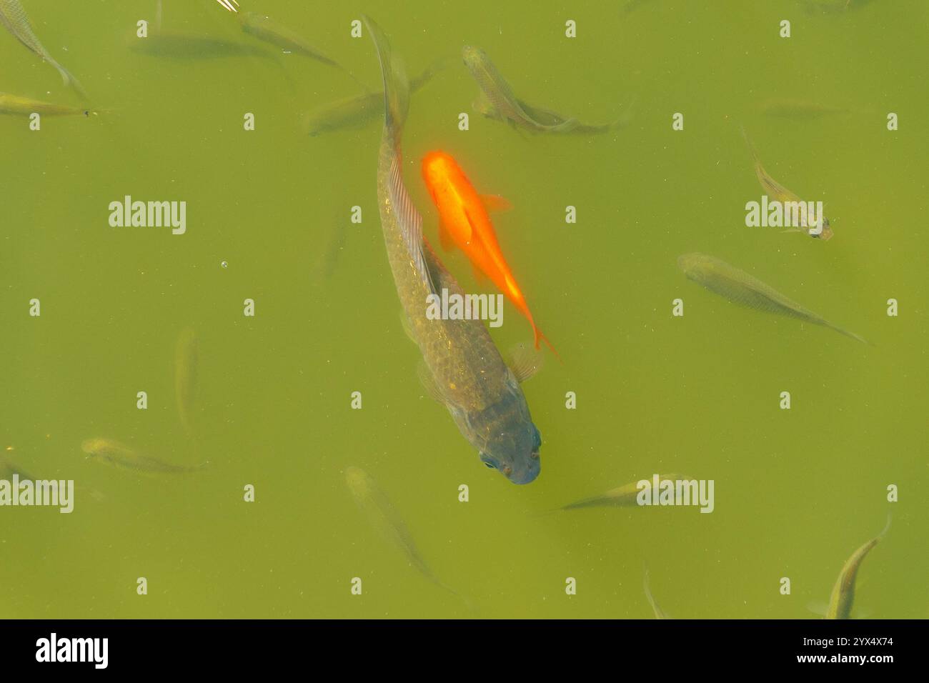 Koi carp swim in green water in a pond. nishikigoi. outdoor koi ponds ...