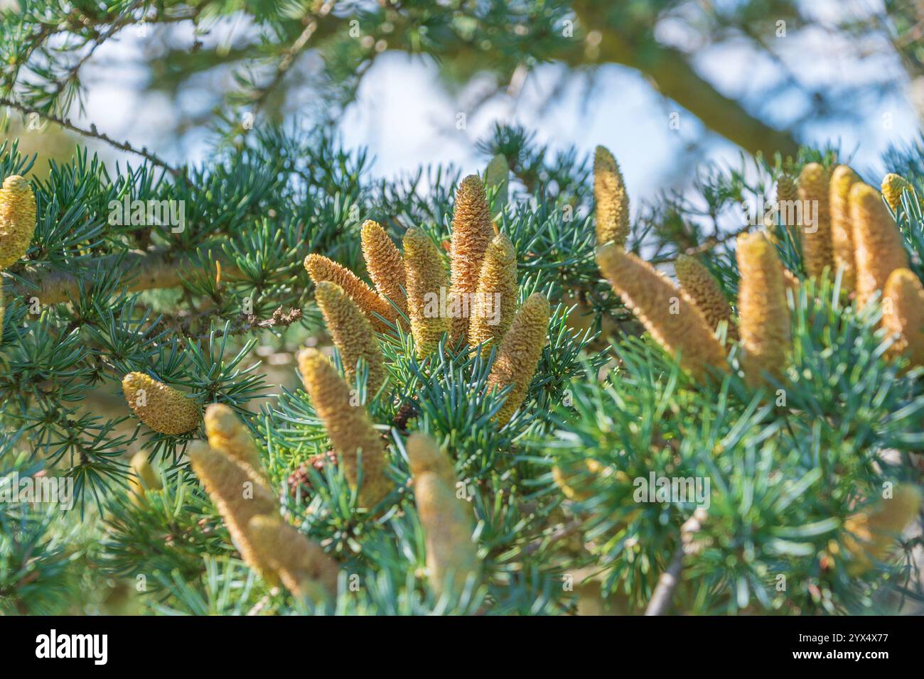 Lebanese cedar cedrus libani hi-res stock photography and images - Alamy