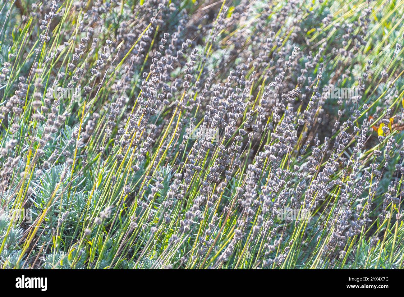 Beautiful flowers Lavandula latifolia. broadleaved lavender, spike ...